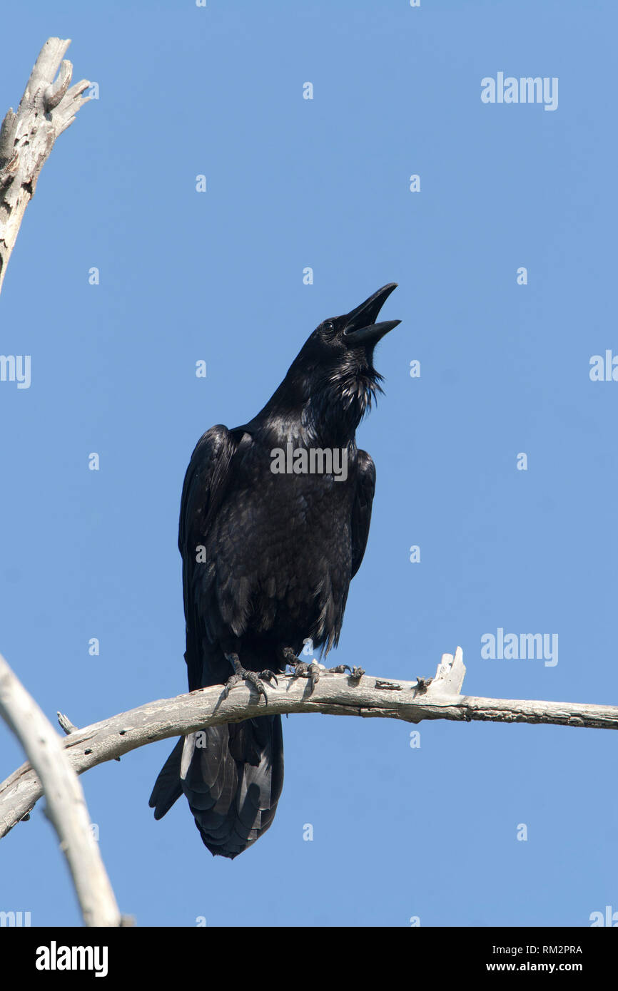 Calling raven hi-res stock photography and images - Alamy