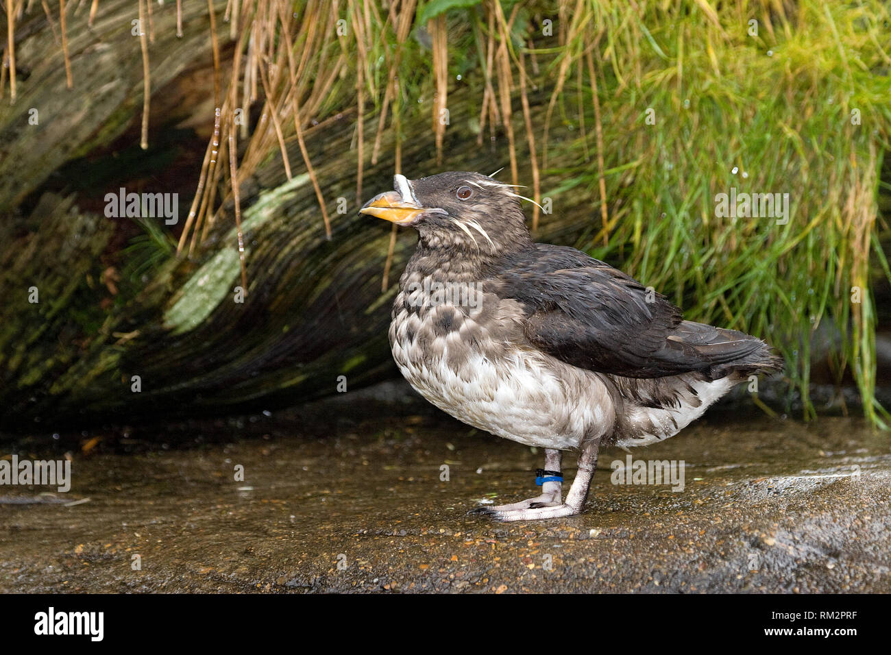 Rhinoceros Auklet Stock Photos & Rhinoceros Auklet Stock Images - Alamy