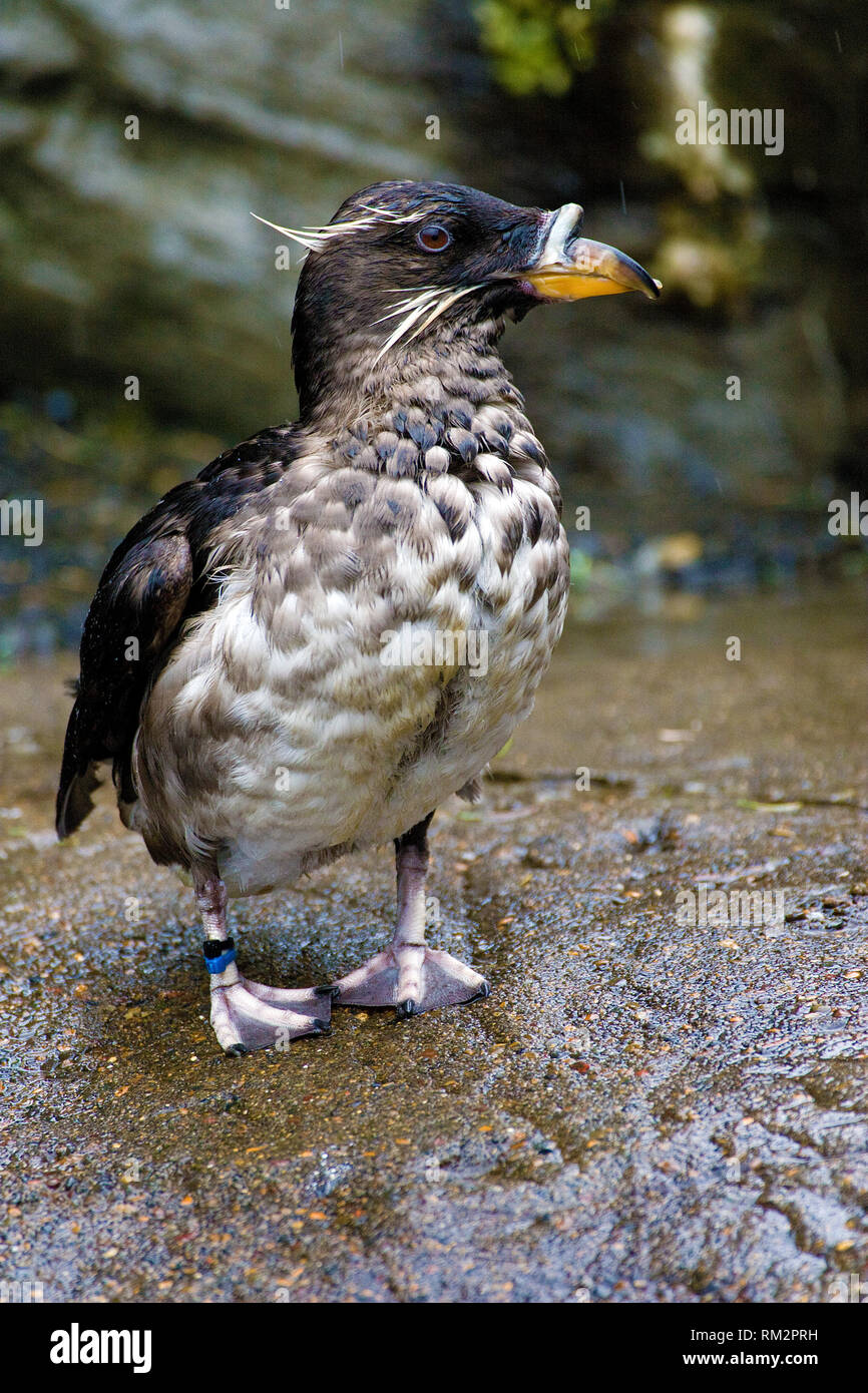 Rhinoceros auklet hi-res stock photography and images - Alamy