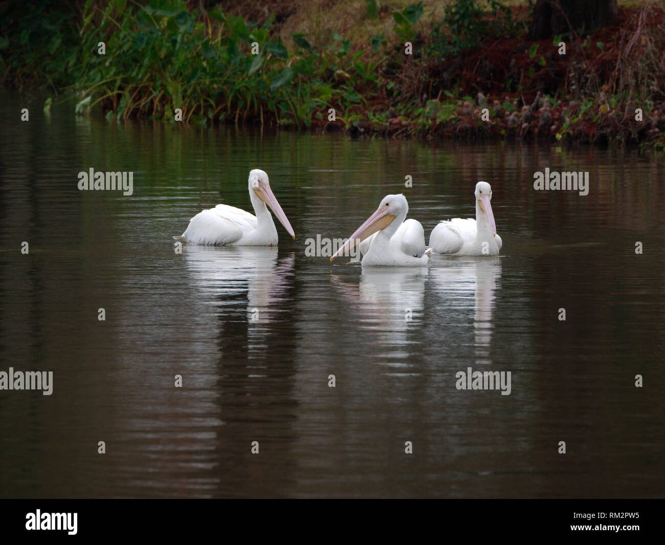Pelicans on a lake in Baton Rouge, Louisiana Stock Photo - Alamy