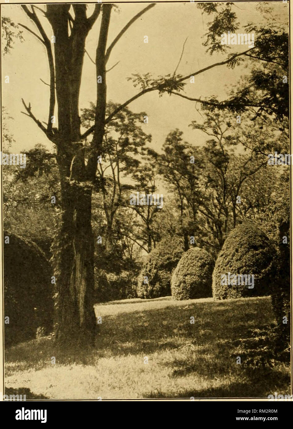 "The Briar patch" (1920 Stock Photo - Alamy