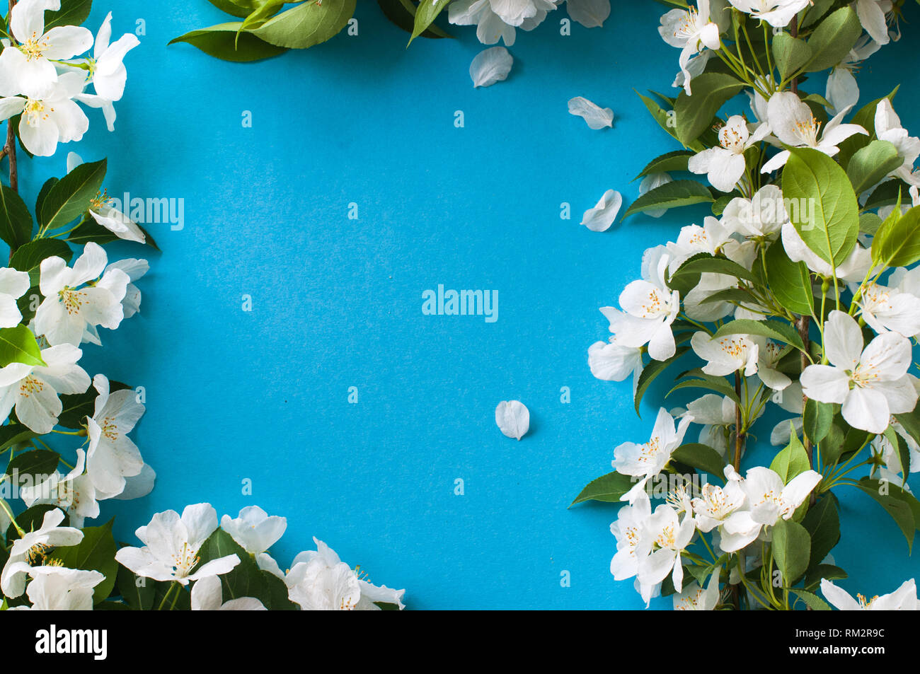 Beautiful apple blossom layout on blue background. Copy space Stock ...