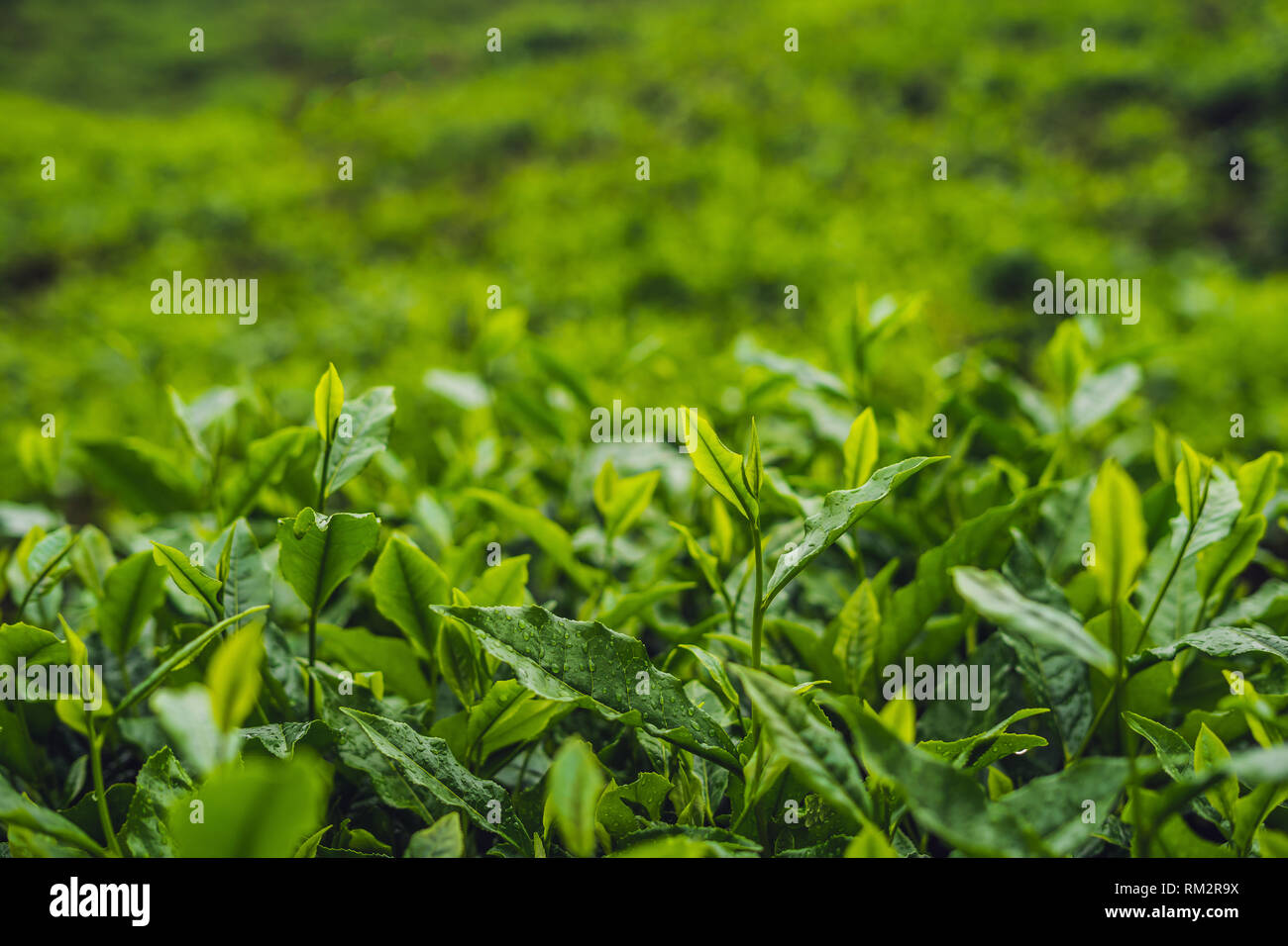 Green tea bud and fresh leaves. Tea plantations Stock Photo - Alamy