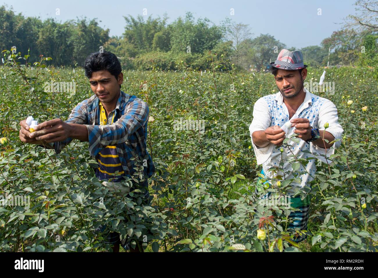 Stage net hi-res stock photography and images - Alamy