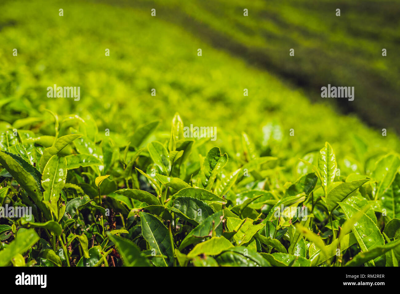 Green tea bud and fresh leaves. Tea plantations Stock Photo - Alamy
