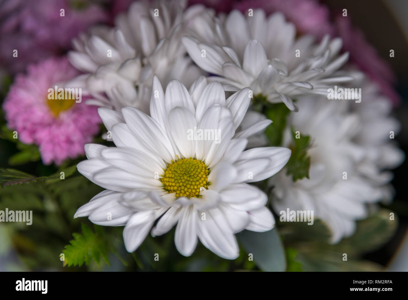 Side View of Daisy Flower With Pink Flower in the background Stock ...