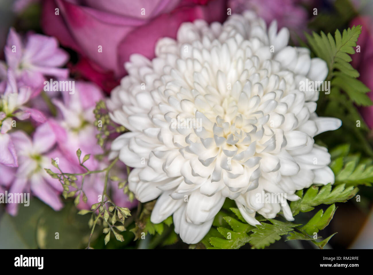 Small petal flowers store