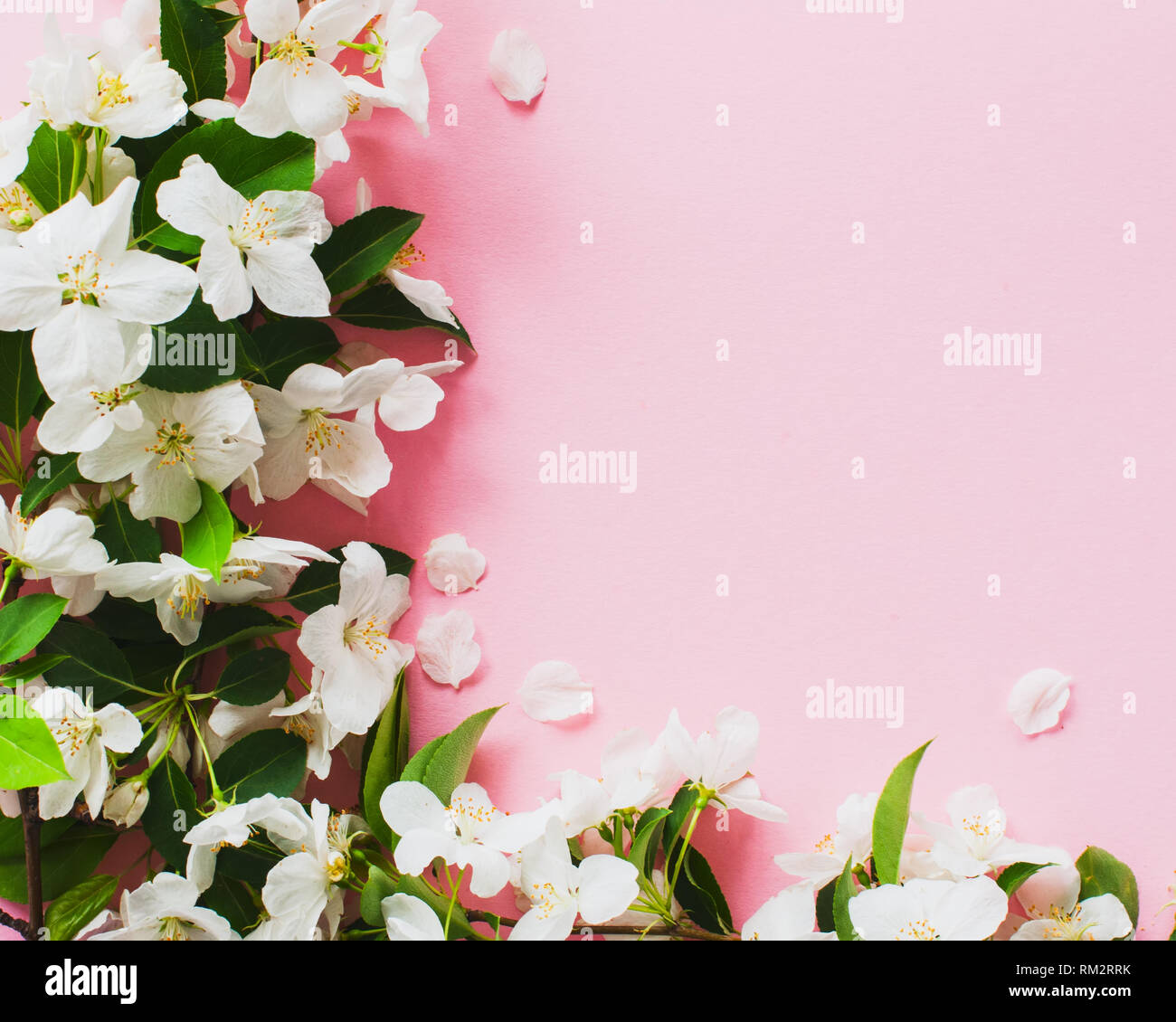 Beautiful apple blossom layout on pink background. Copy space. Toned ...