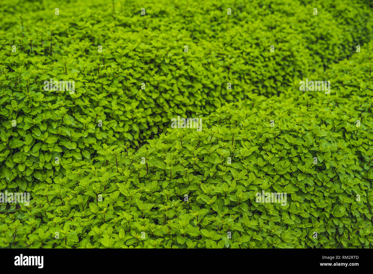 Peppermint plantation organic for background, Fresh mint growing at ...