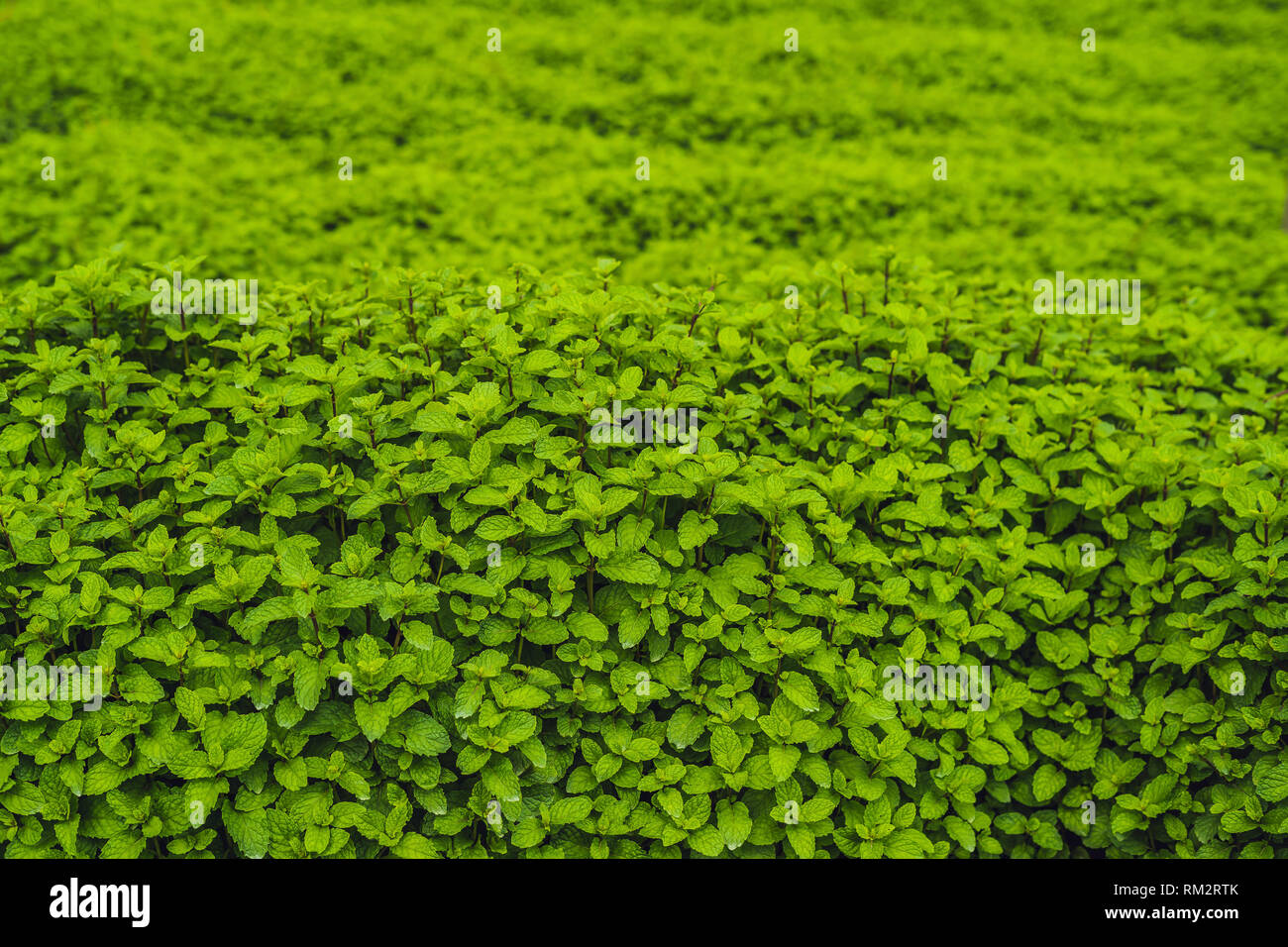 Peppermint plantation organic for background, Fresh mint growing at ...