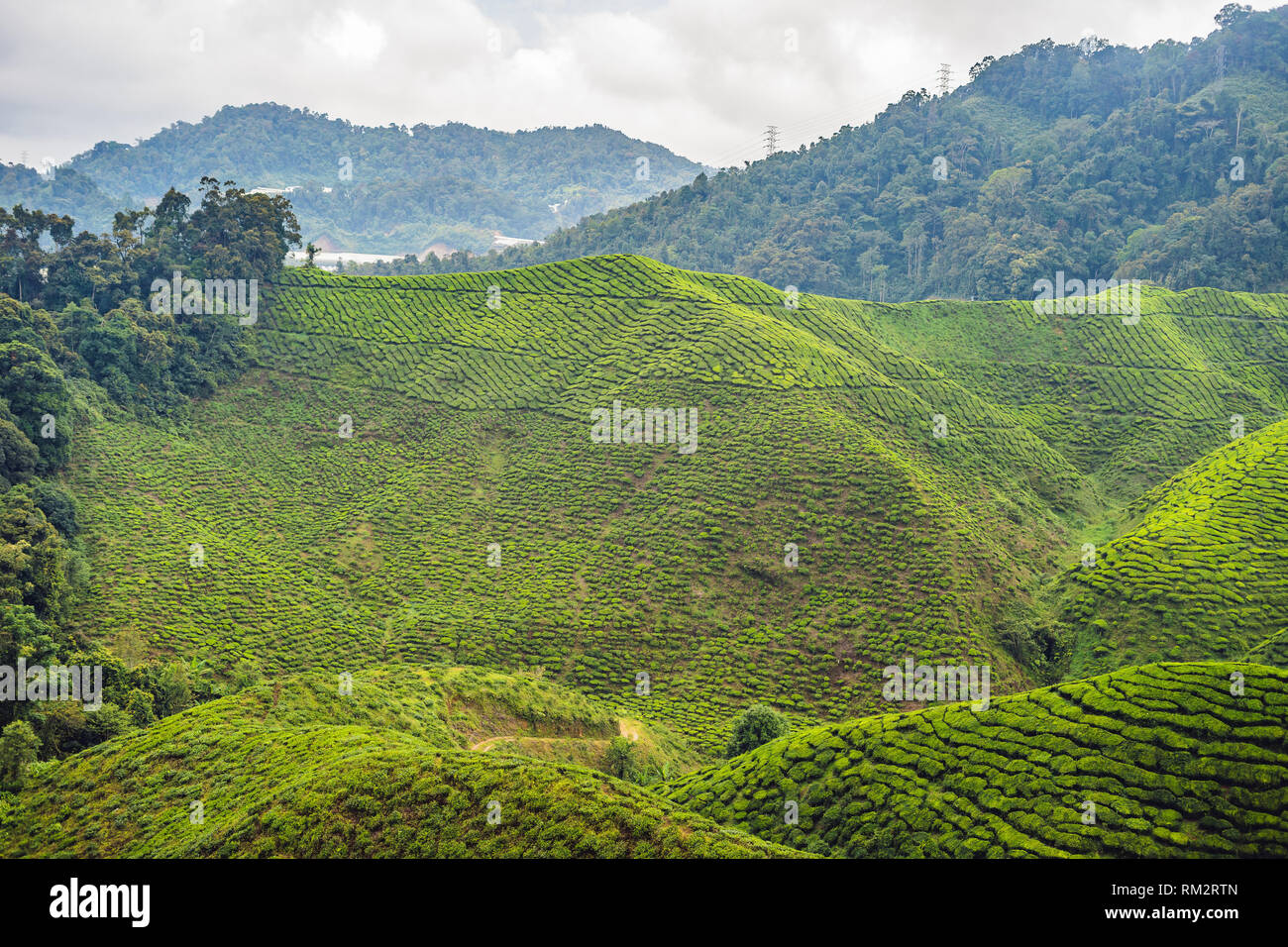 Amazing landscape view of tea plantation in sunset, sunrise time ...