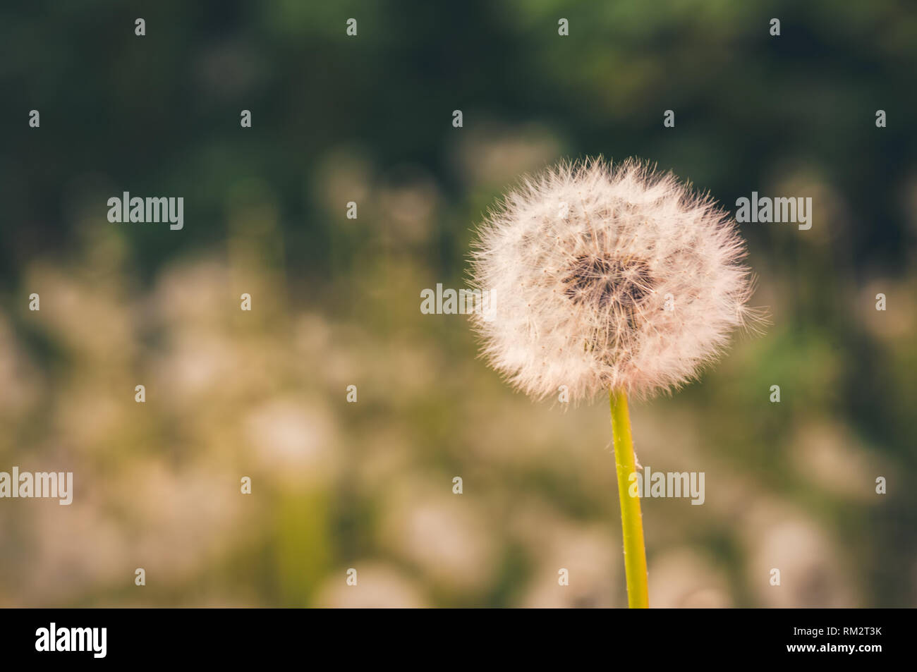 Singe flower hi-res stock photography and images - Alamy