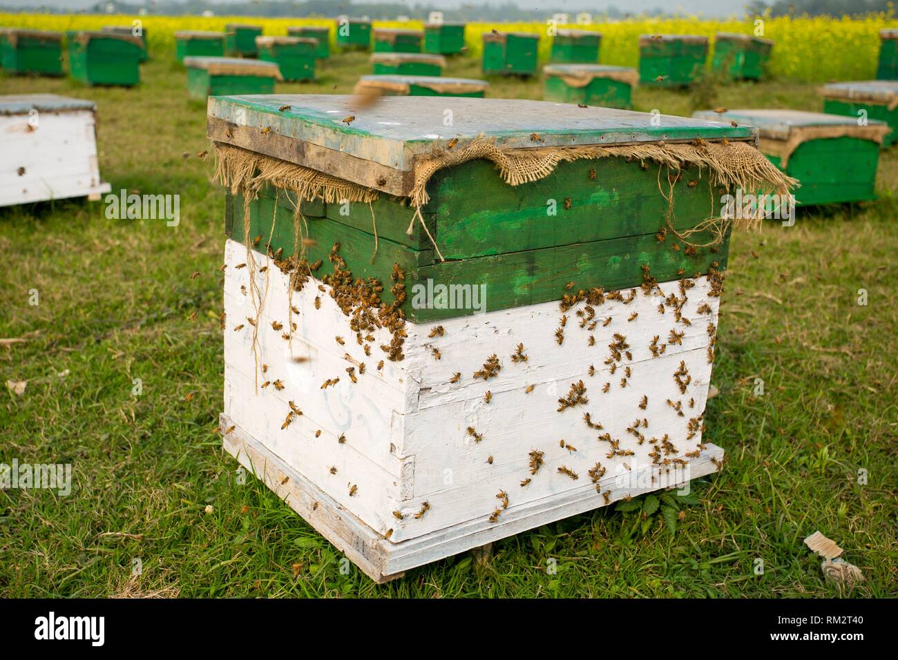 Commercial beekeeping hi-res stock photography and images - Alamy