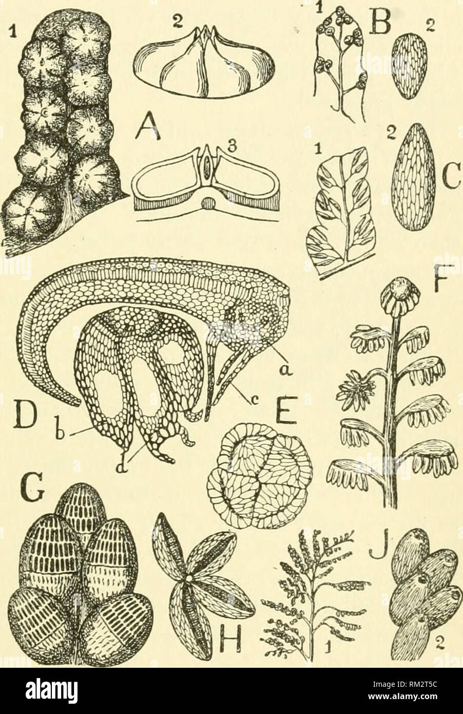 Sphenopteris High Resolution Stock Photography and Images - Alamy