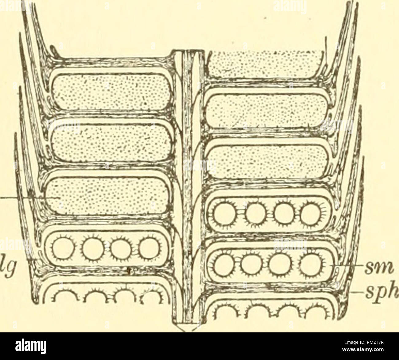 Lycopods hi-res stock photography and images - Alamy