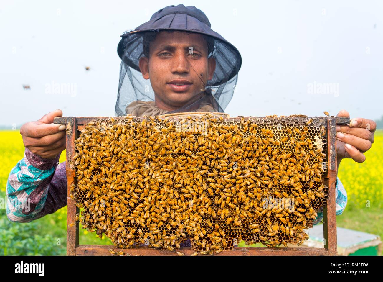 Honey bees flying in and out of commercial beekeeping beehives ...