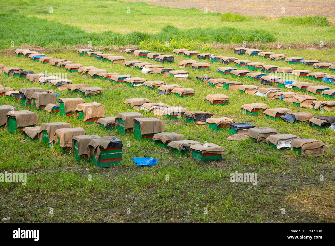 Commercial beekeeping hi-res stock photography and images - Alamy