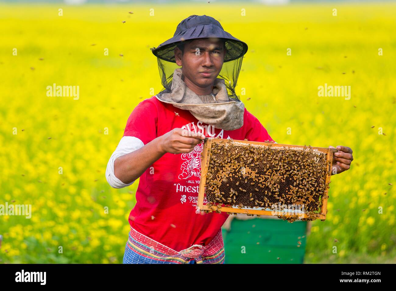 Honey bees flying in and out of commercial beekeeping beehives ...