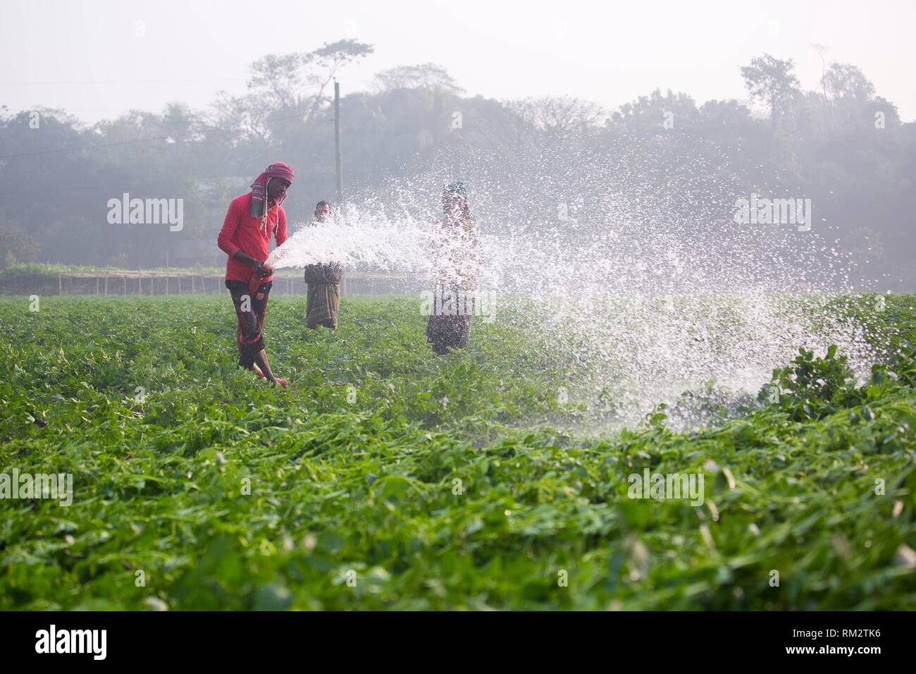 Potato cultivation in bangladesh hi-res stock photography and images ...
