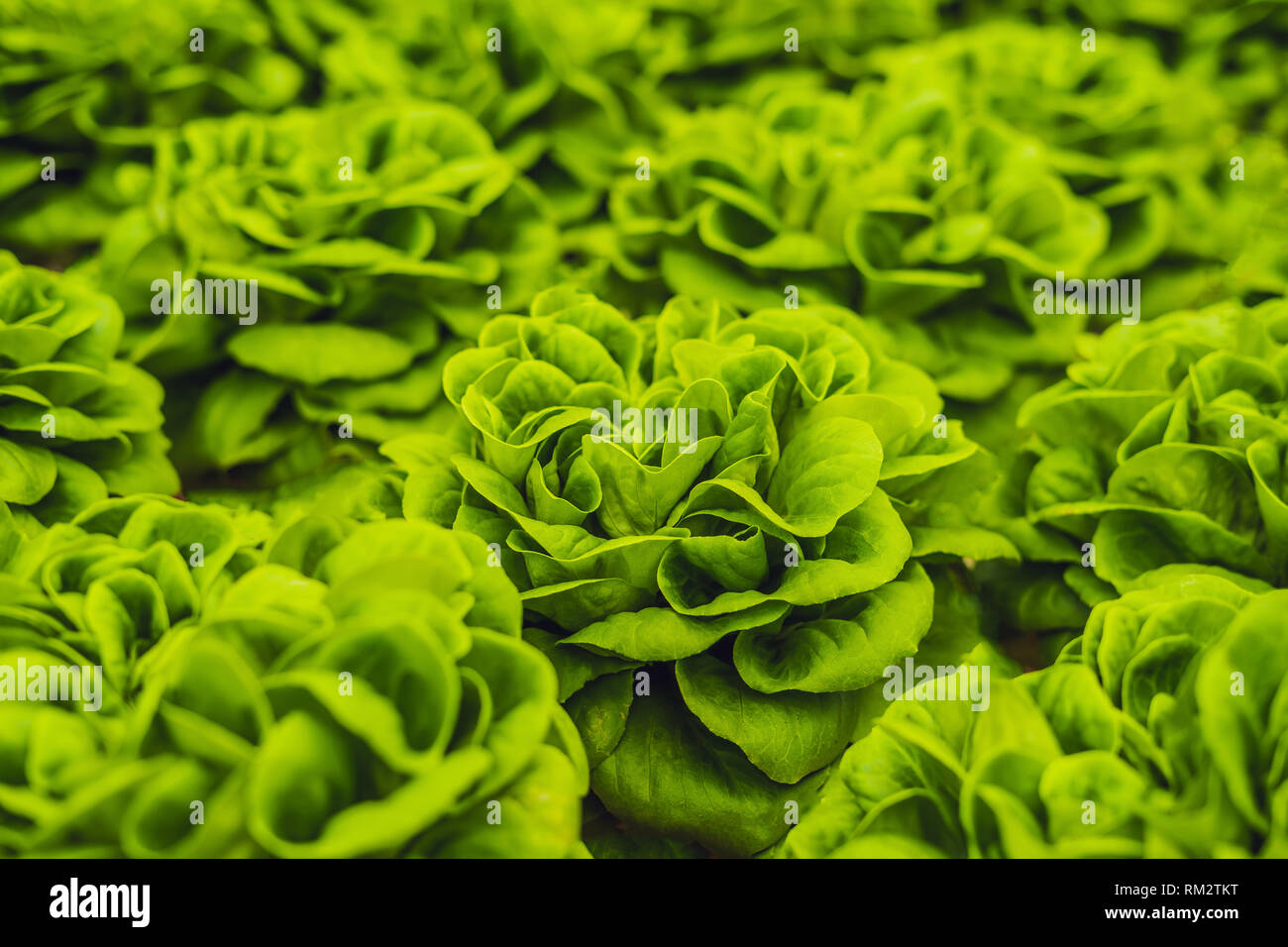 Fresh lettuce leaves, close up.,Butterhead Lettuce salad plant ...