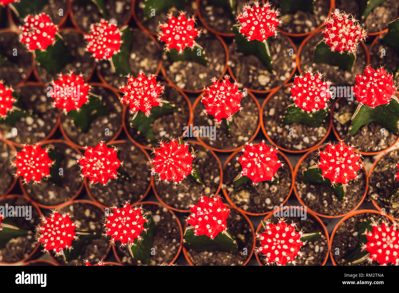 Cluster of garden pots hi-res stock photography and images - Alamy