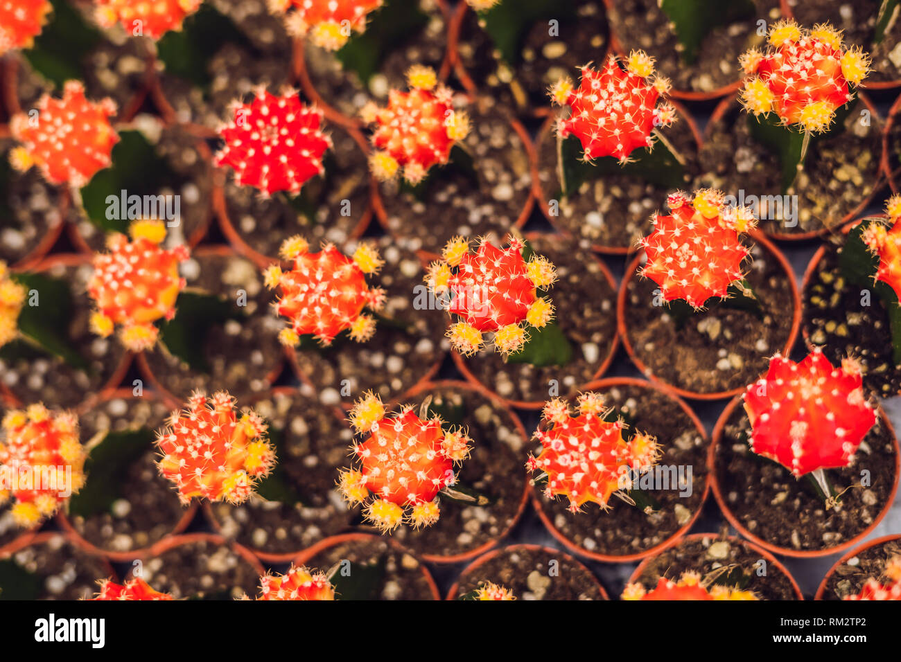 Cluster of garden pots hi-res stock photography and images - Alamy