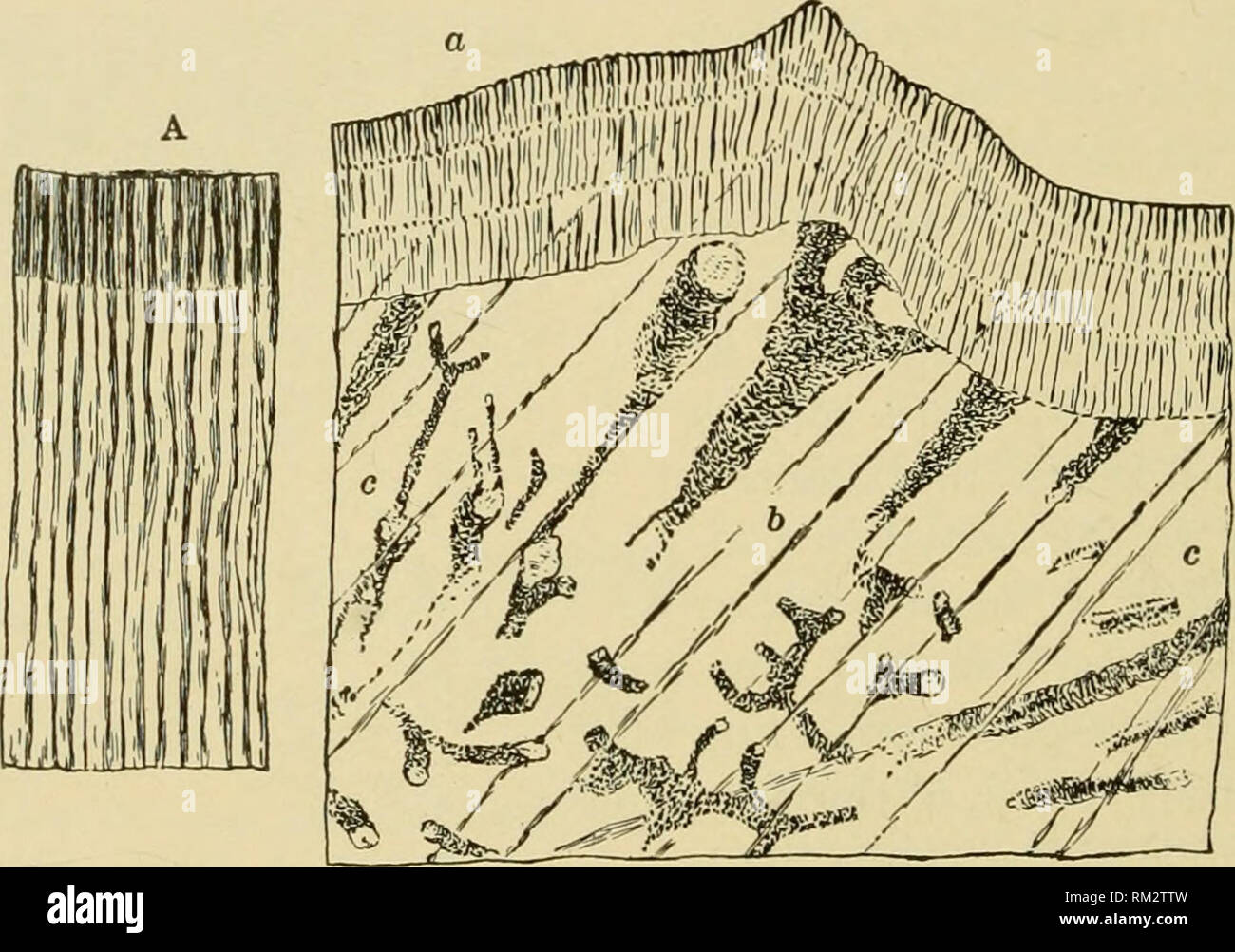 Sessile organisms hi-res stock photography and images - Alamy
