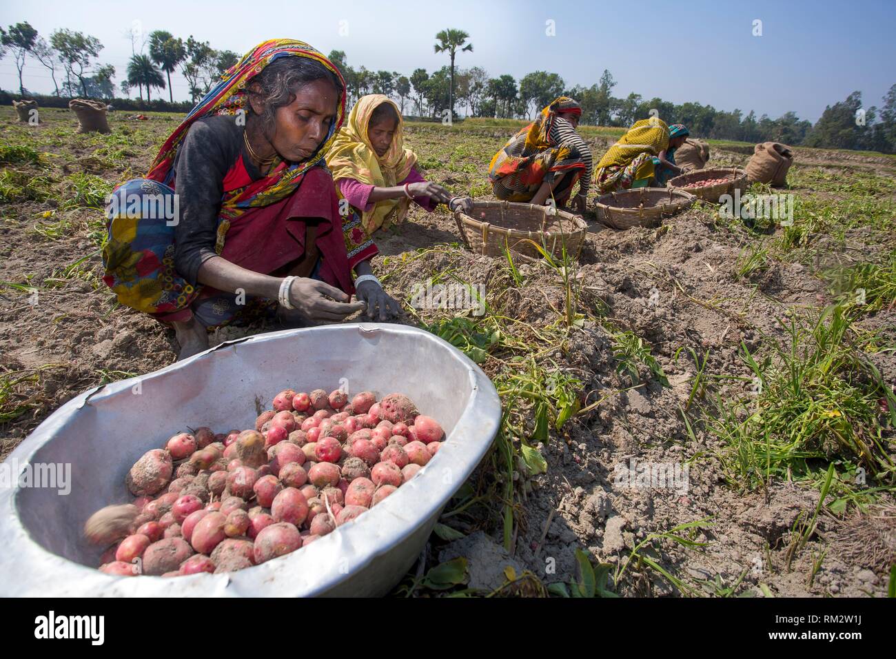 Potato cultivation in bangladesh hi-res stock photography and images ...