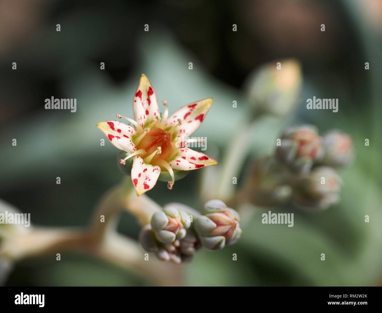 Succulent plant with cute star shaped flowers that have red spots on ...