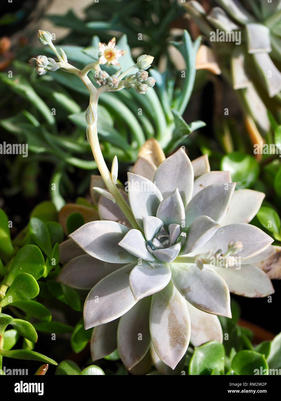 Desert star flowers hi-res stock photography and images - Alamy