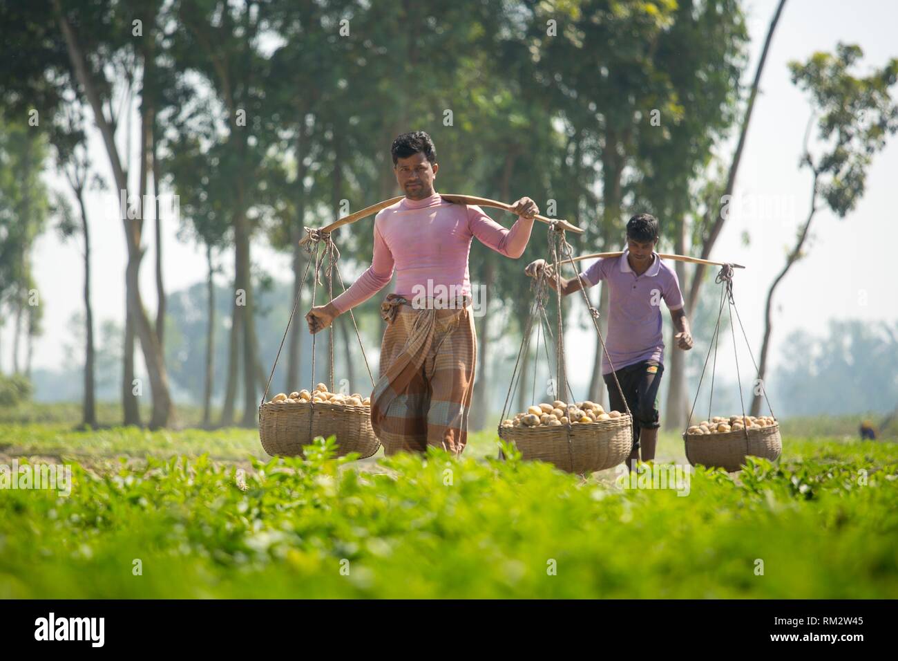 Potato cultivation in bangladesh hi-res stock photography and images ...