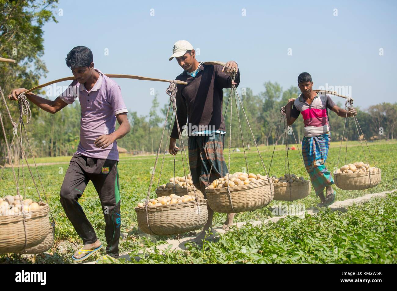 Potato cultivation in bangladesh hi-res stock photography and images ...