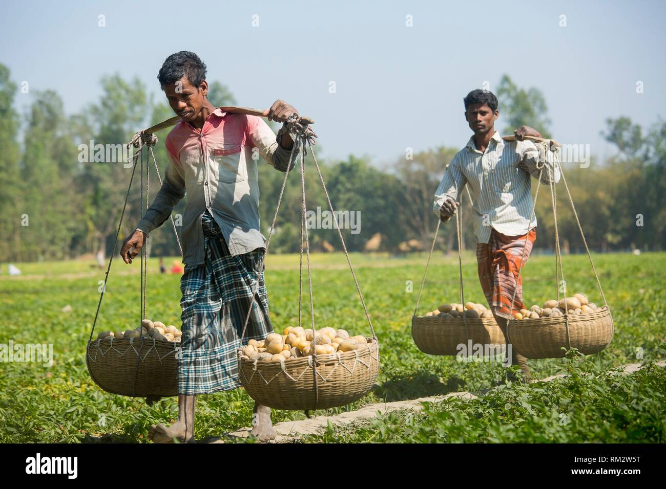 Potato cultivation in bangladesh hi-res stock photography and images ...