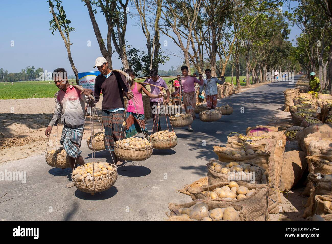 Potato cultivation in bangladesh hi-res stock photography and images ...