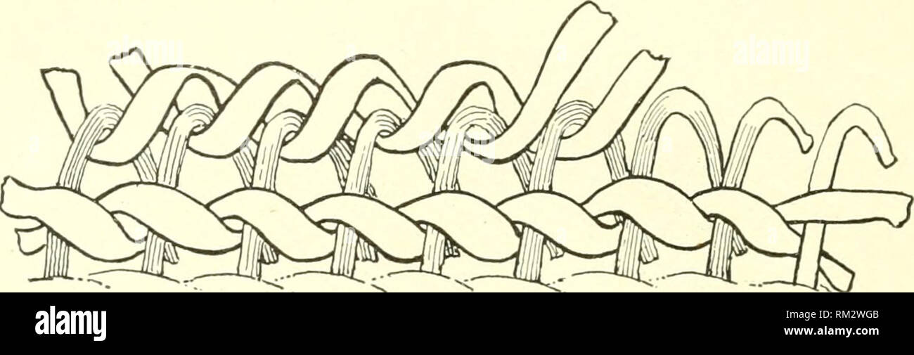 Splint Baskets High Resolution Stock Photography and Images - Alamy