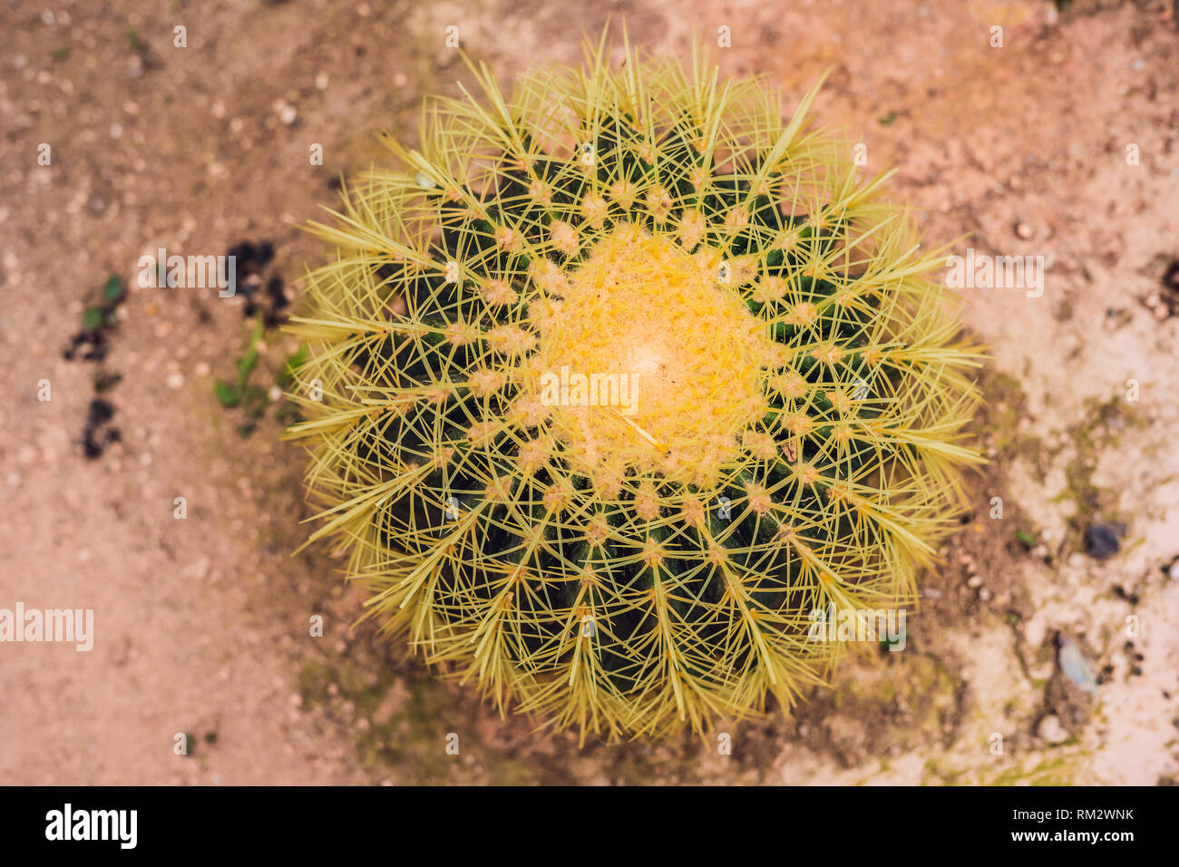 Cactus , succulents in the ground in the park Stock Photo - Alamy