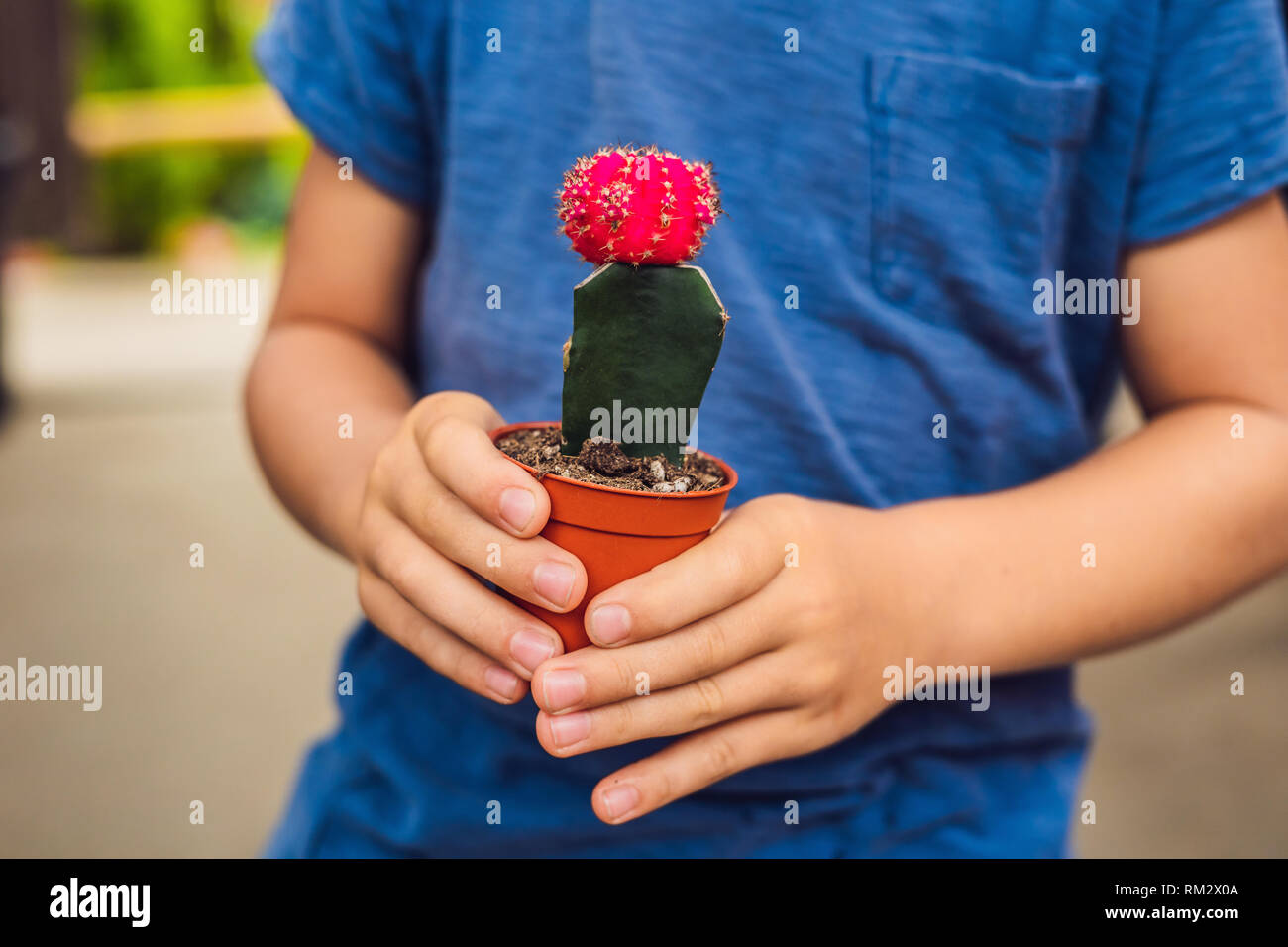 Cactus in the hands of the boy. little boy hugging his houseplant ...
