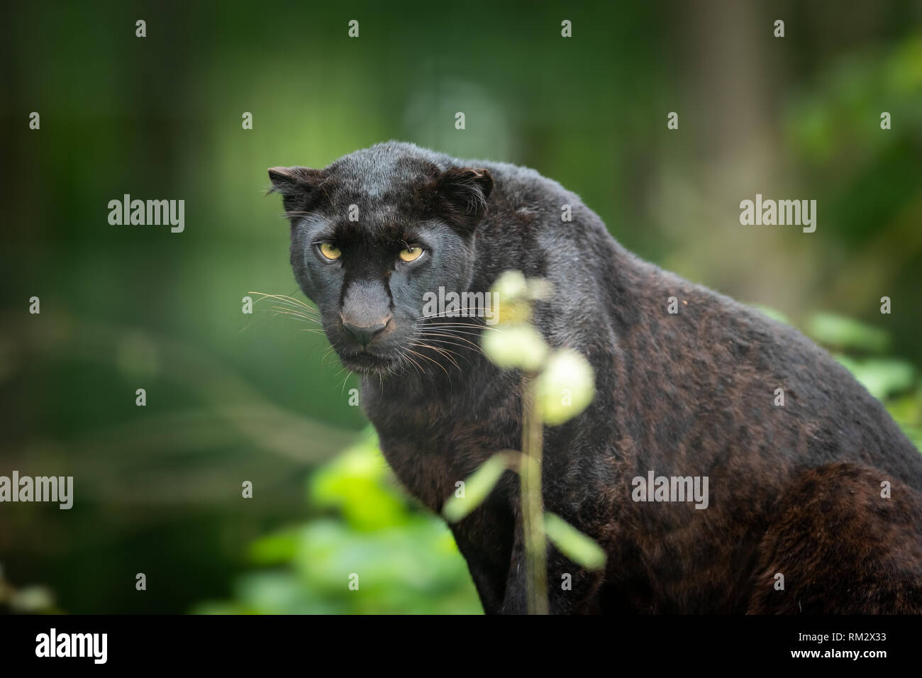Black panther in the jungle Stock Photo - Alamy