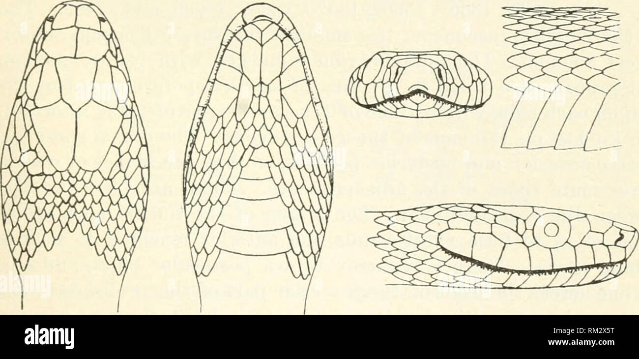 Hexagonal scales hi-res stock photography and images - Alamy