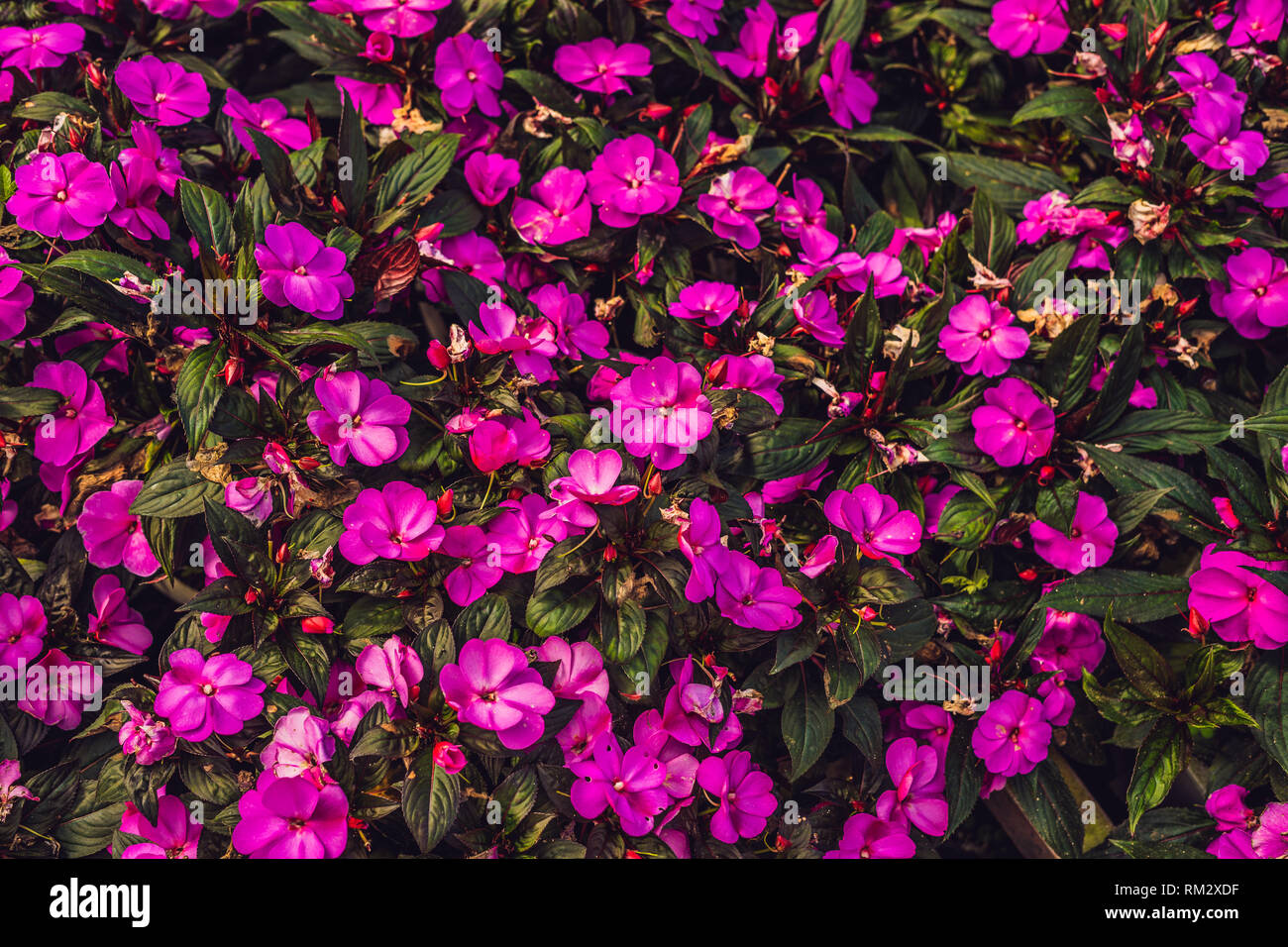 Purple flowers texture closeup. Purple flowers and leaves background ...