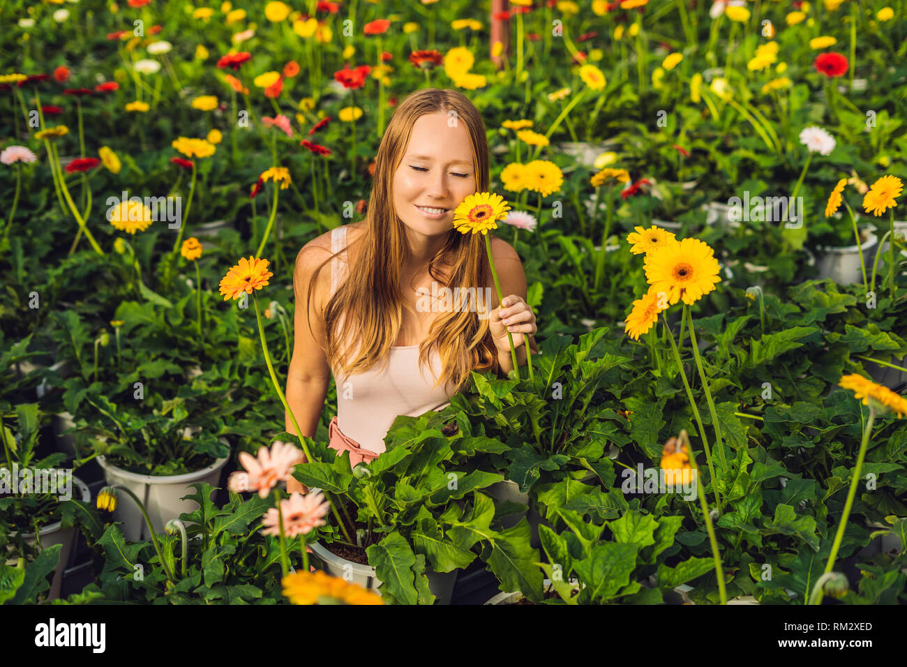 Gerbera Farm High Resolution Stock Photography and Images - Alamy