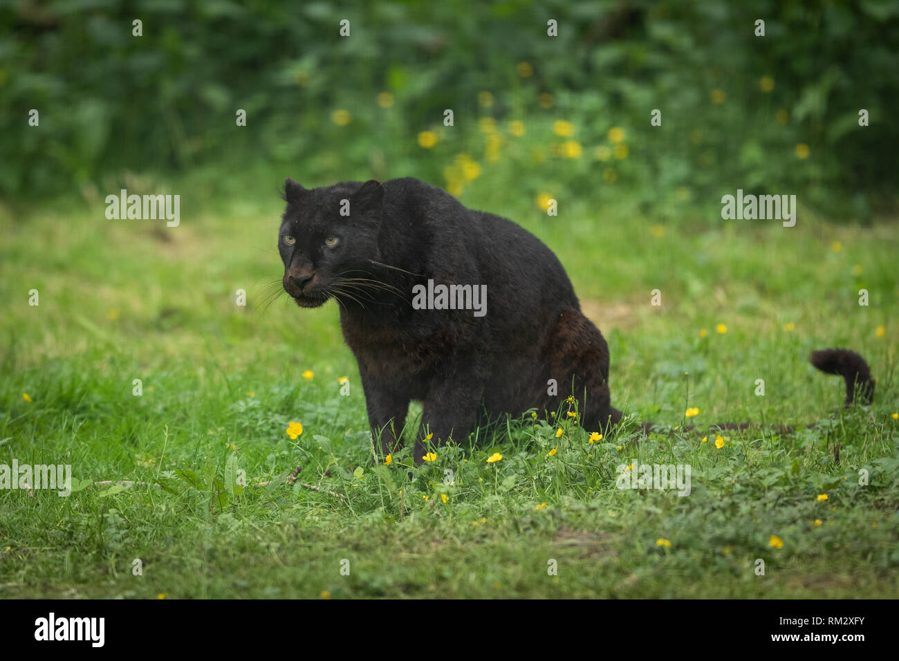 Black Panther Snarling High Resolution Stock Photography and Images - Alamy