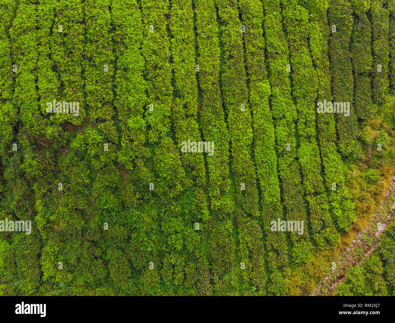 Agriculture drone india hi-res stock photography and images - Alamy