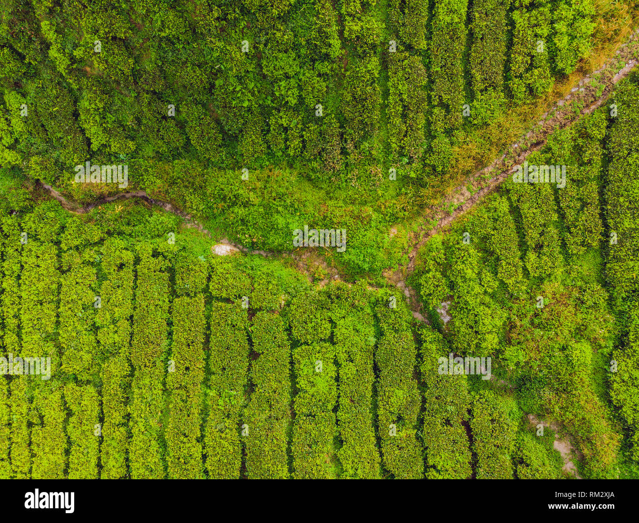 Aerial view tea plantation shot hi-res stock photography and images - Alamy