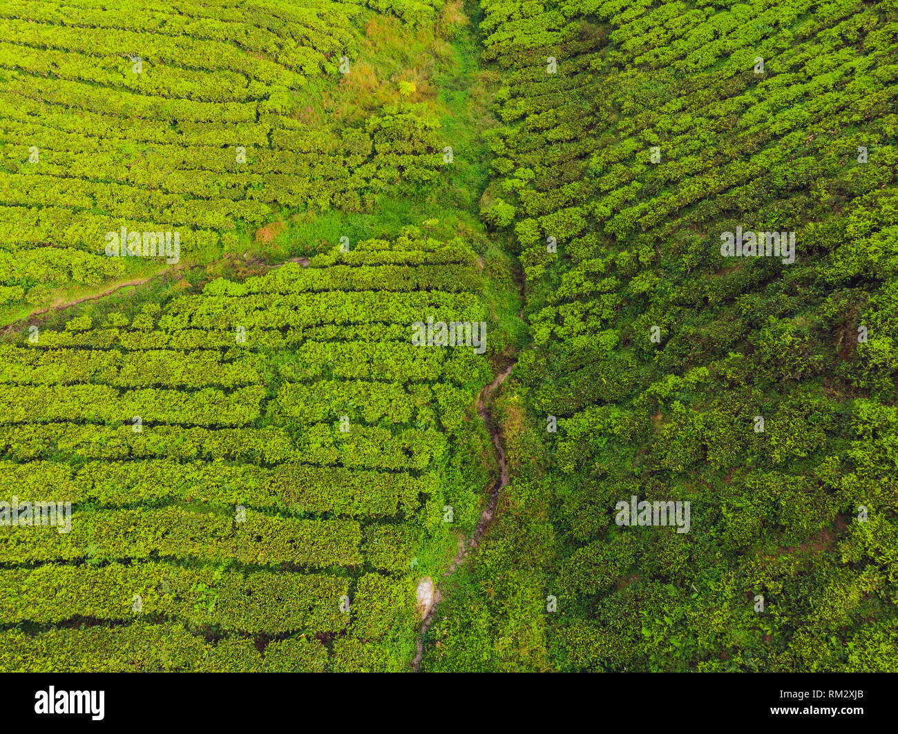 Aerial view of Tea plantation, Shot from drone Stock Photo - Alamy