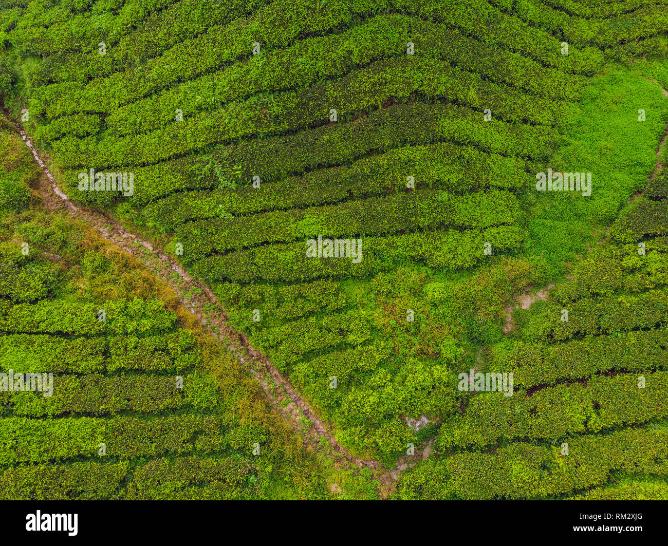 Aerial view of Tea plantation, Shot from drone Stock Photo - Alamy