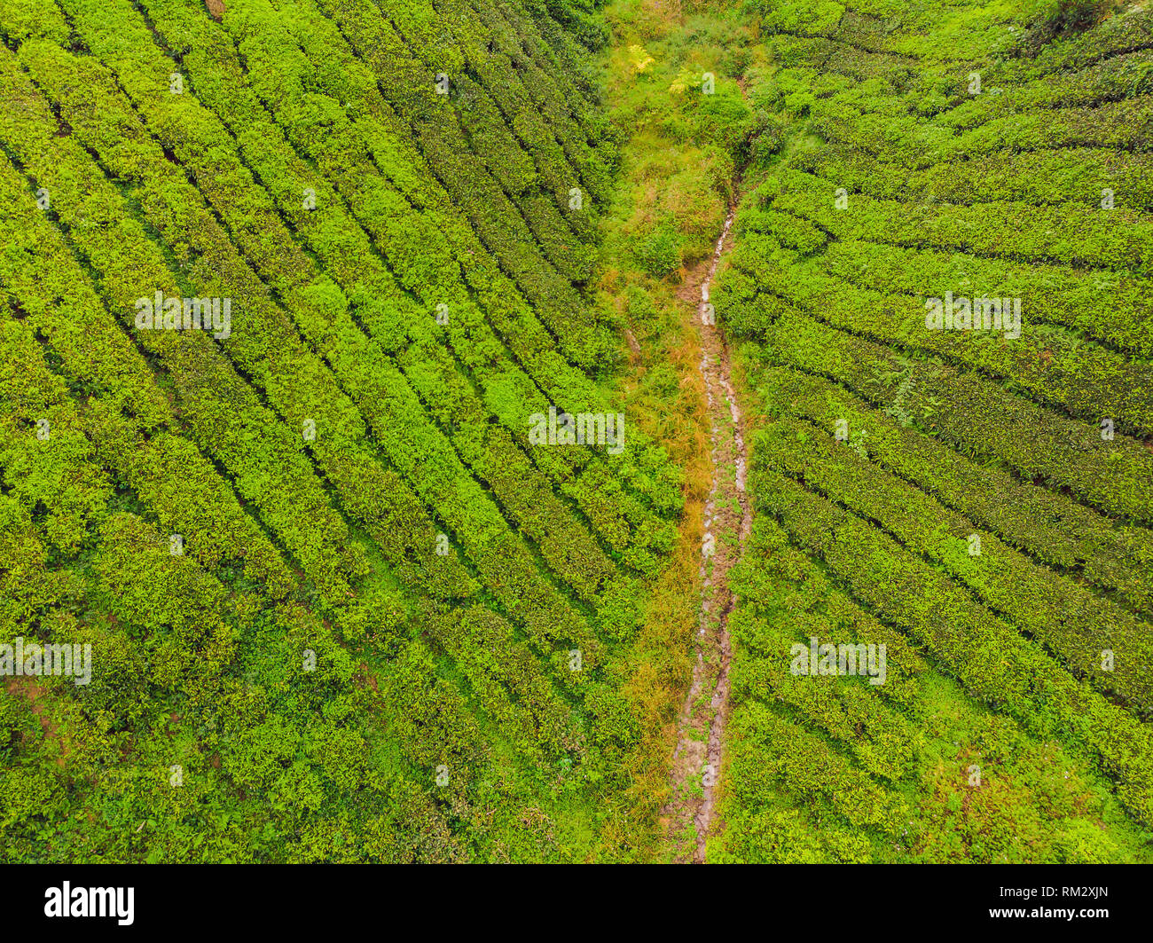 Aerial view of Tea plantation, Shot from drone Stock Photo - Alamy