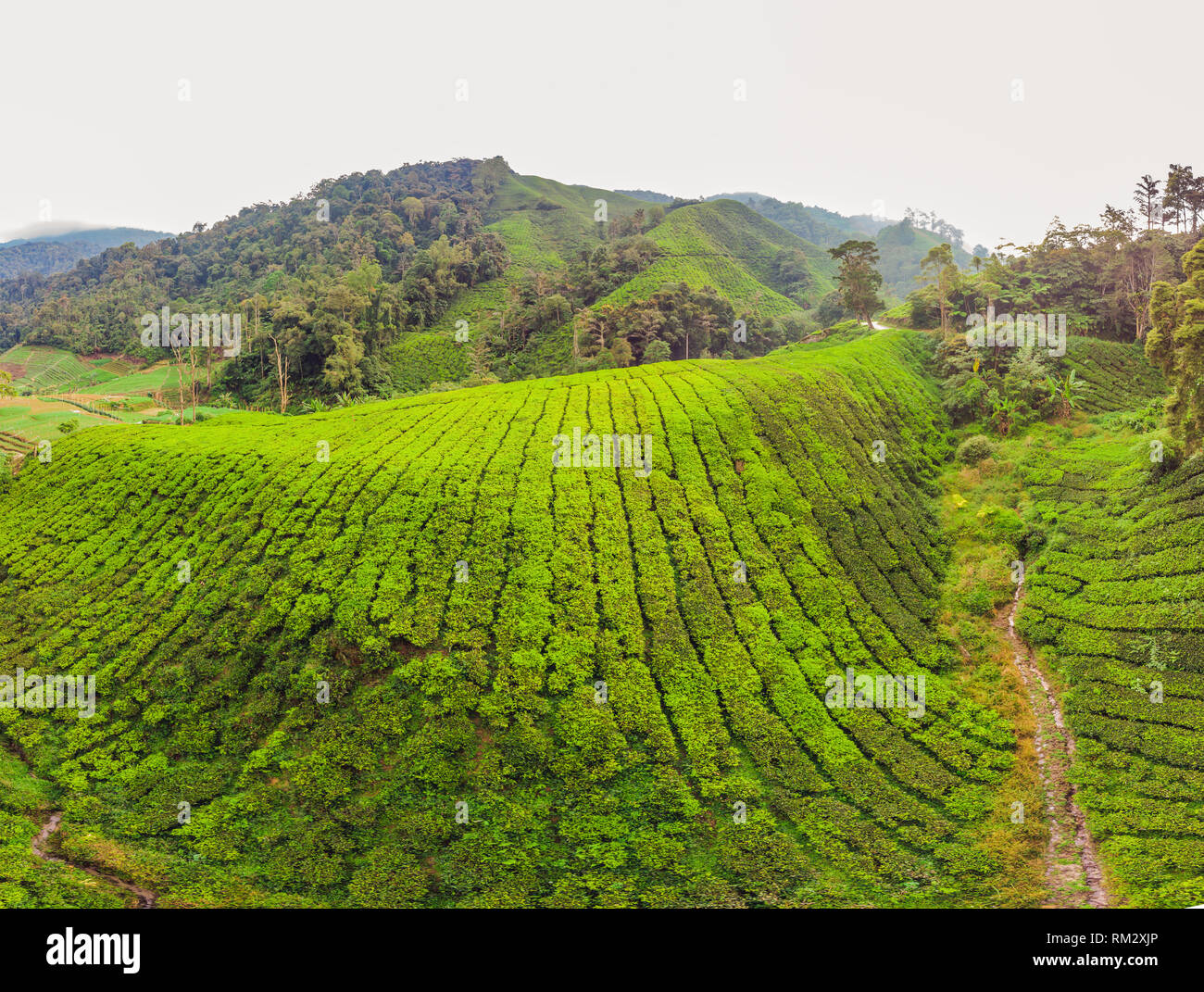 Amazing landscape view of tea plantation in sunset, sunrise time ...