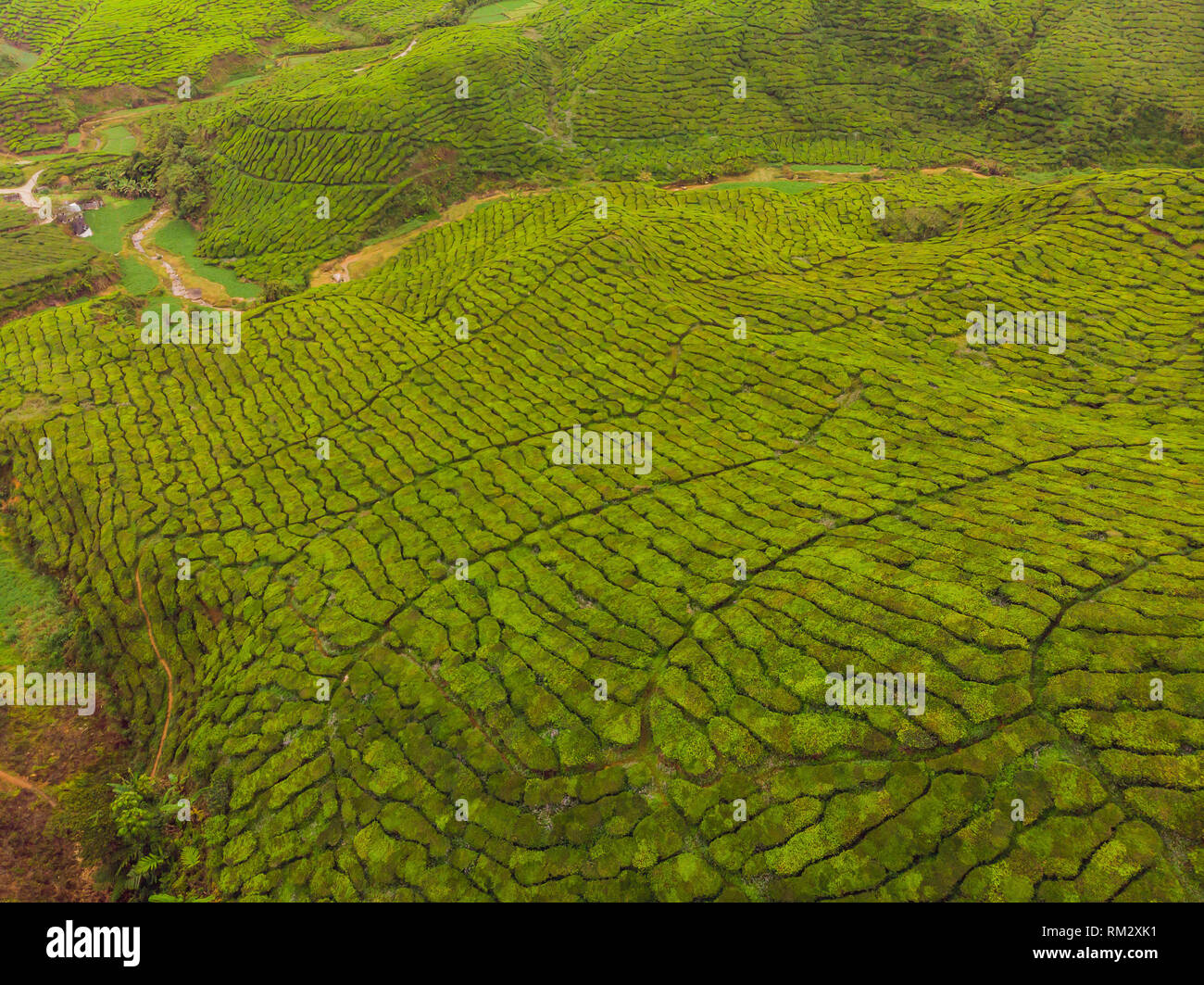 Aerial view of Tea plantation, Shot from drone Stock Photo - Alamy