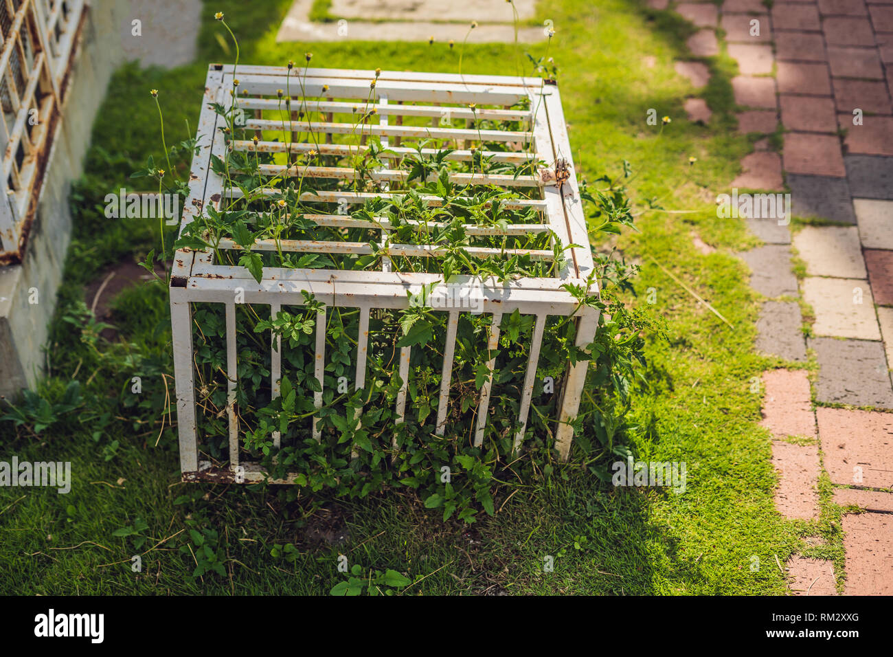Nature in a cage. Ccage with locked plants Stock Photo - Alamy
